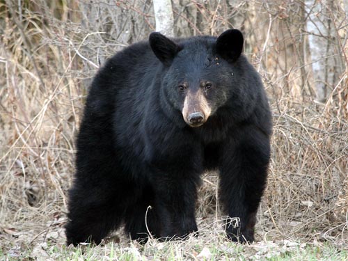Bear Species - American black bear